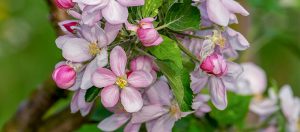 5 Best Trees for Pollinators