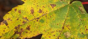 Leaf Spot Disease Identification and Treatment