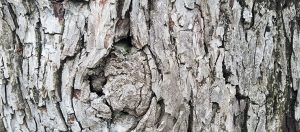 Dying Oak Tree Symptoms and Solutions