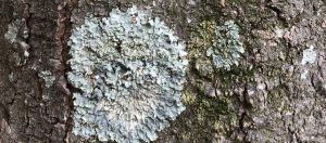 Will This Green Mold (Lichens) Growing on My Tree Kill It