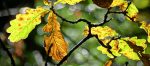 9 Oak Tree Diseases Identification and Treatment