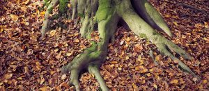 Tree Root Damage Causes, Treatment, and Prevention
